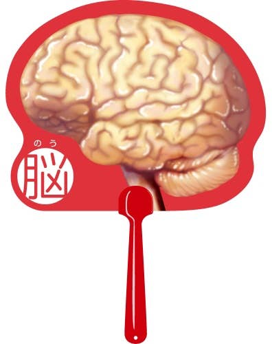 Human Body Fan: Brain | HLJ.com