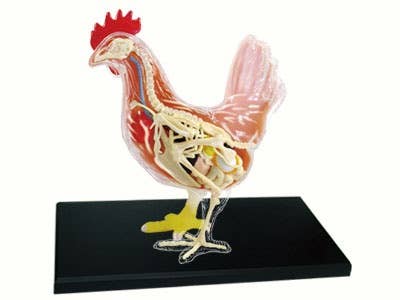 4D VISION Chicken Anatomy Model | HLJ.com