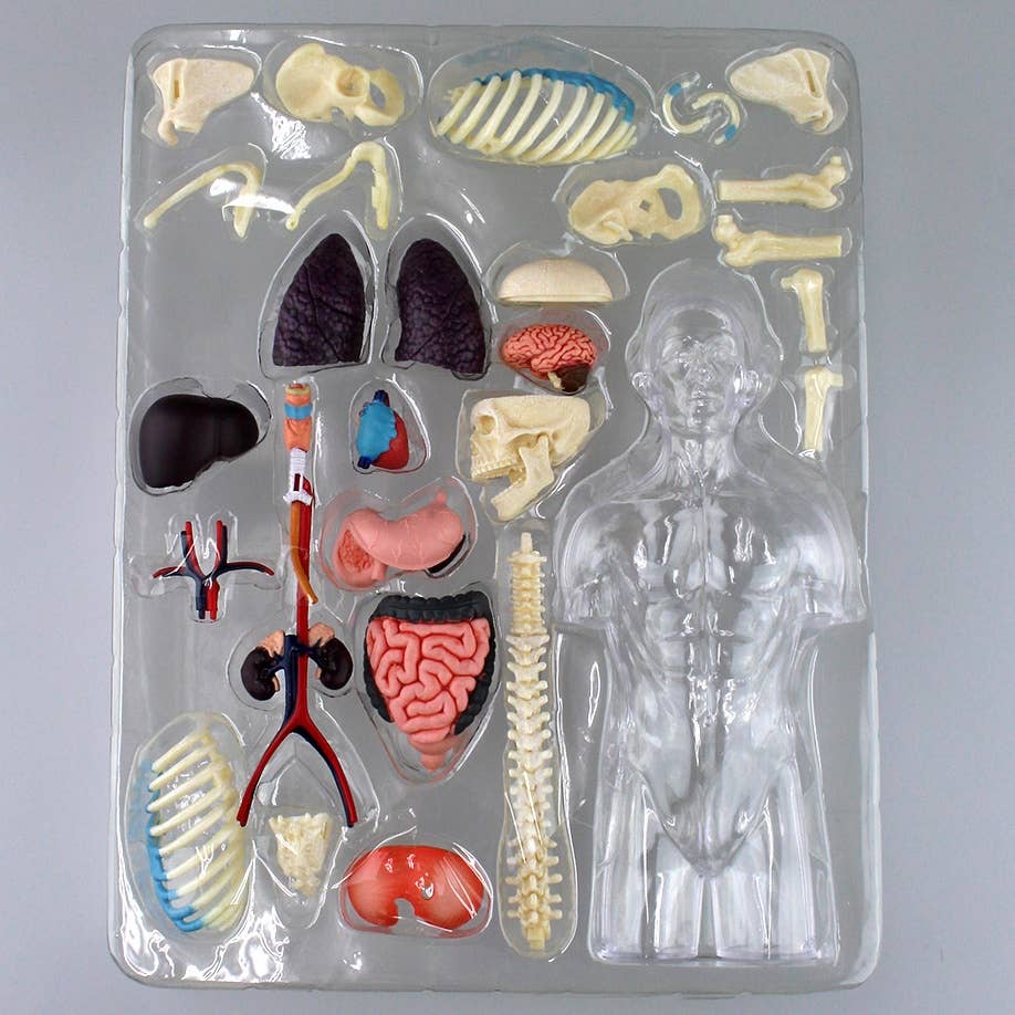 Torso Anatomical Skeleton Model | HLJ.com