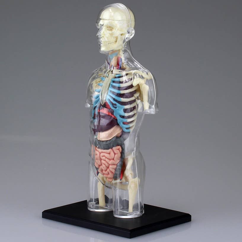 Torso Anatomical Skeleton Model | HLJ.com
