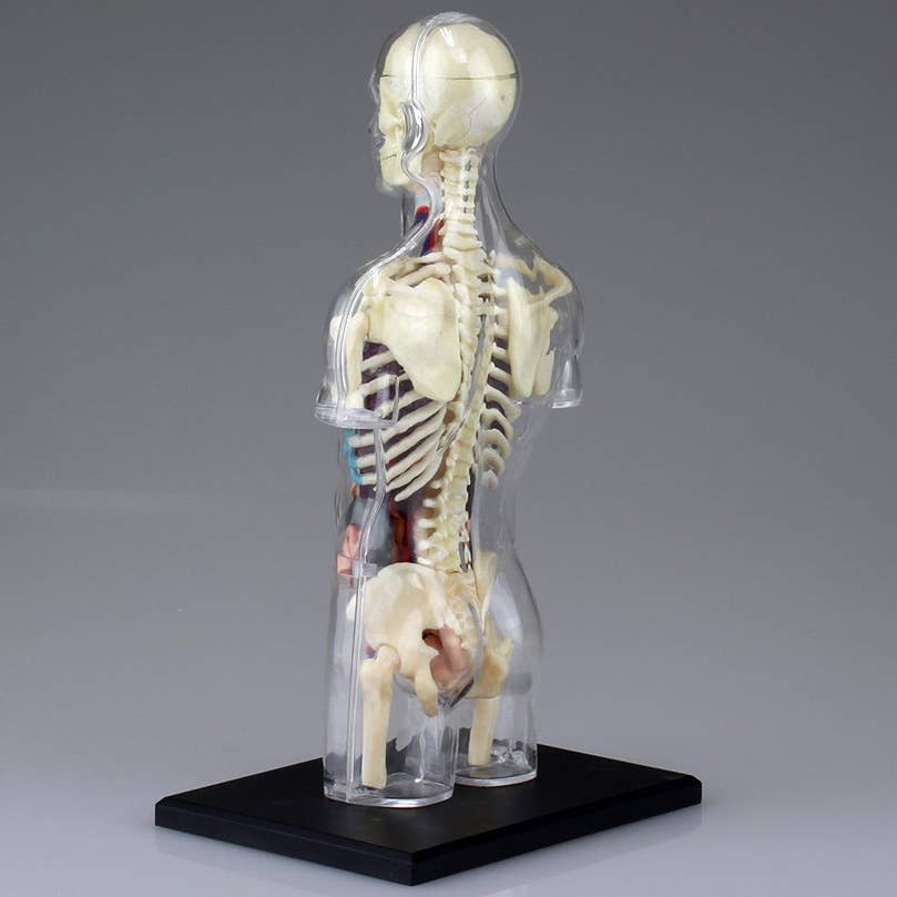 Torso Anatomical Skeleton Model | HLJ.com