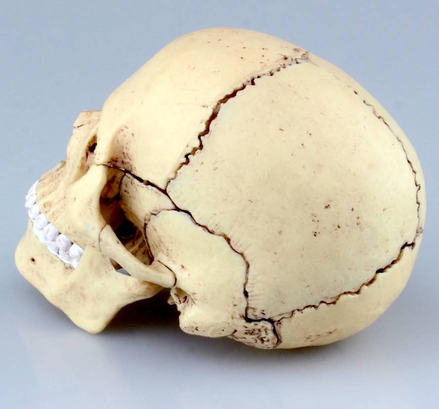 4D VISION Head (Skull) Anatomy Model (Renewal) | HLJ.com