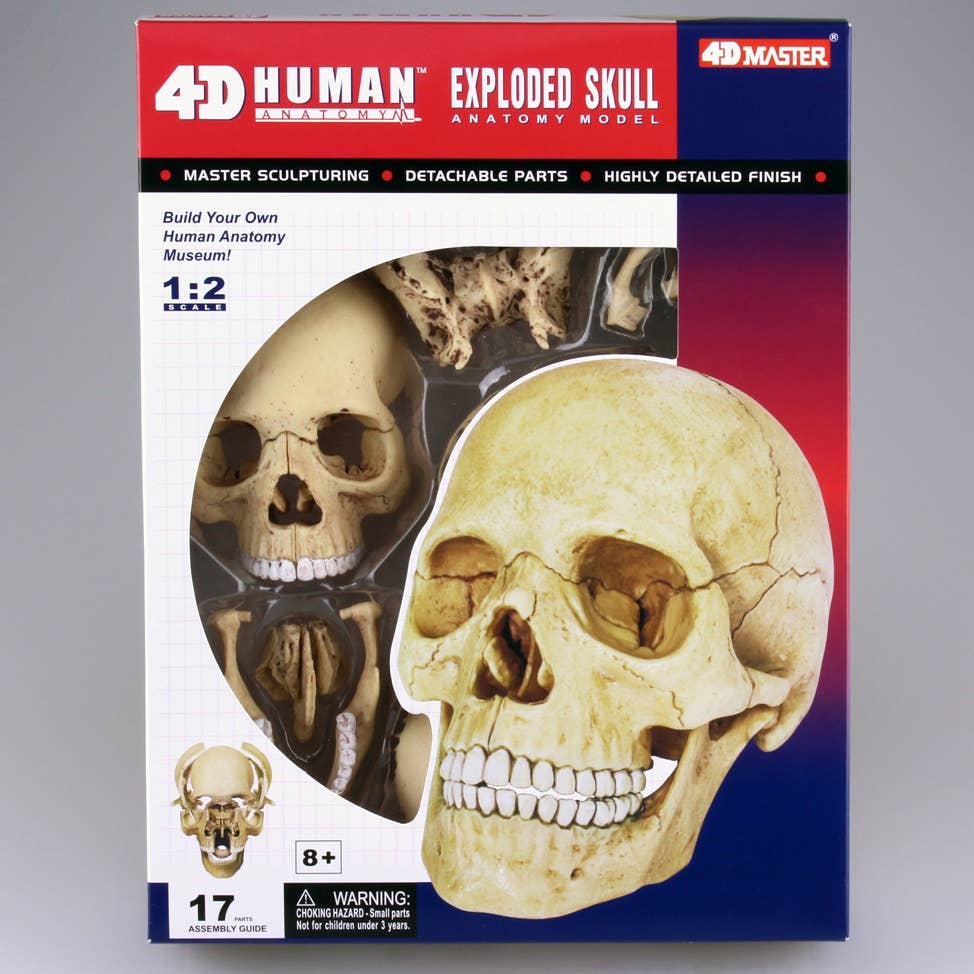 4D VISION Head (Skull) Anatomy Model (Renewal) | HLJ.com
