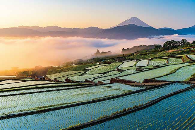 Jigsaw Puzzle: Fuji and Rice Terraces at Sunrise 1000P (75 x 50cm ...