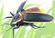 Infrared RC Insect Series Firefly | HLJ.com