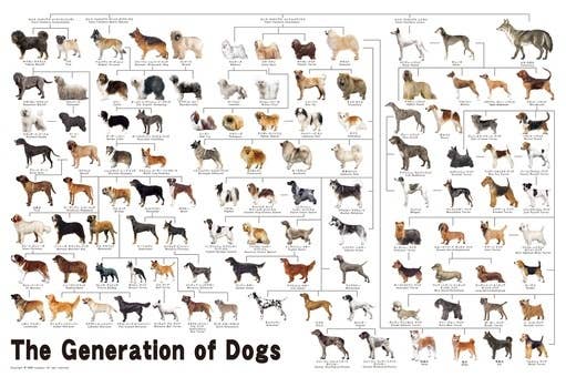 Jigsaw Puzzle: Dog's Family Tree 1000pcs (50cm x 75cm) | HLJ.com