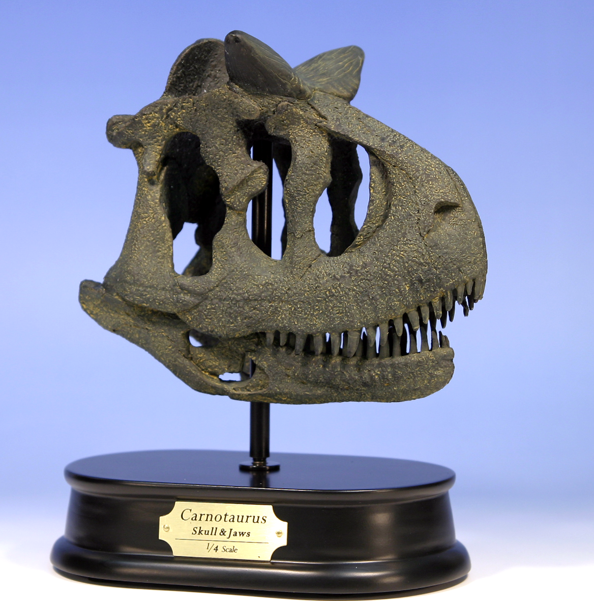Carnotaurus Skull Model | HLJ.com