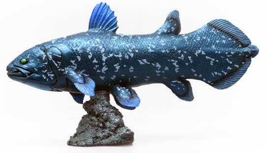 Ancient Fish: Coelacanth Soft Model | HLJ.com