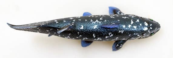 Ancient Fish: Coelacanth Soft Model | HLJ.com