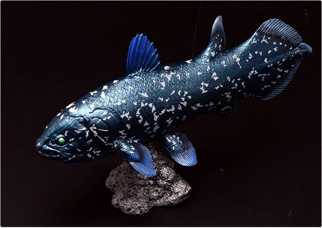 Ancient Fish: Coelacanth Soft Model | HLJ.com