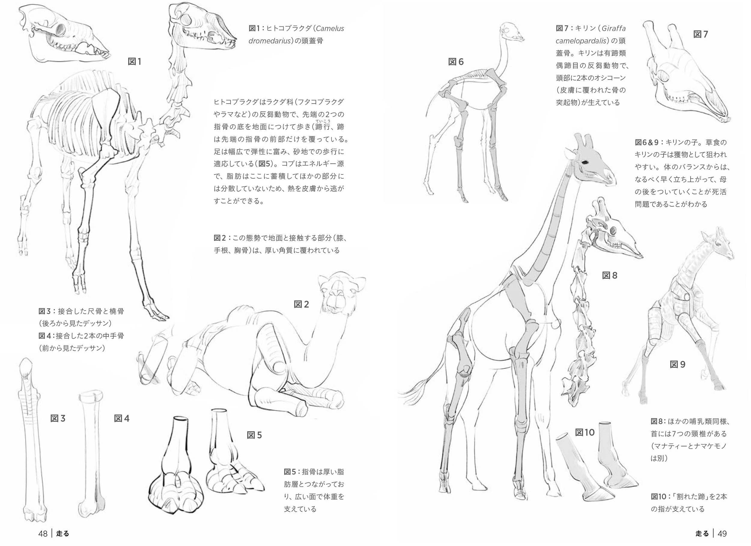 Realistically Draw Animals (Morpho Human Body Drawing Mini Series ...