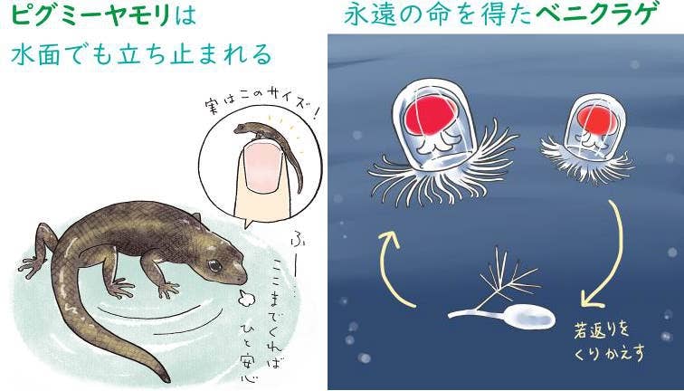 Survival Strategy of Those Who Can Eat Tenacious Creatures Picture Book ...