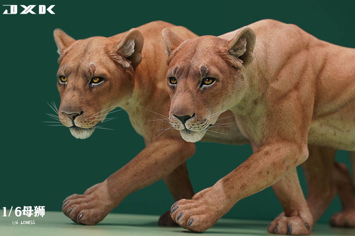 Lioness B | HLJ.com