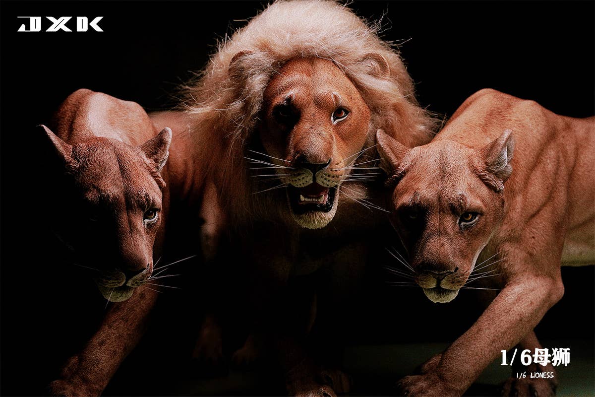 Lioness B | HLJ.com