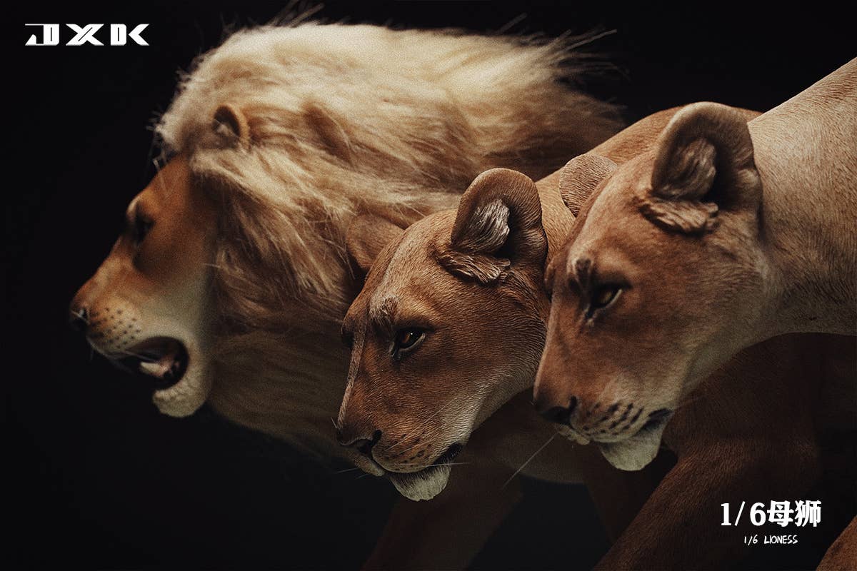 Lioness B | HLJ.com
