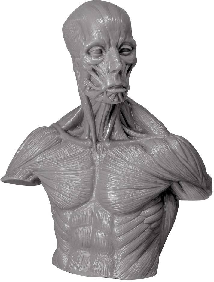 Soft Vinyl Anatomy Bust | HLJ.com