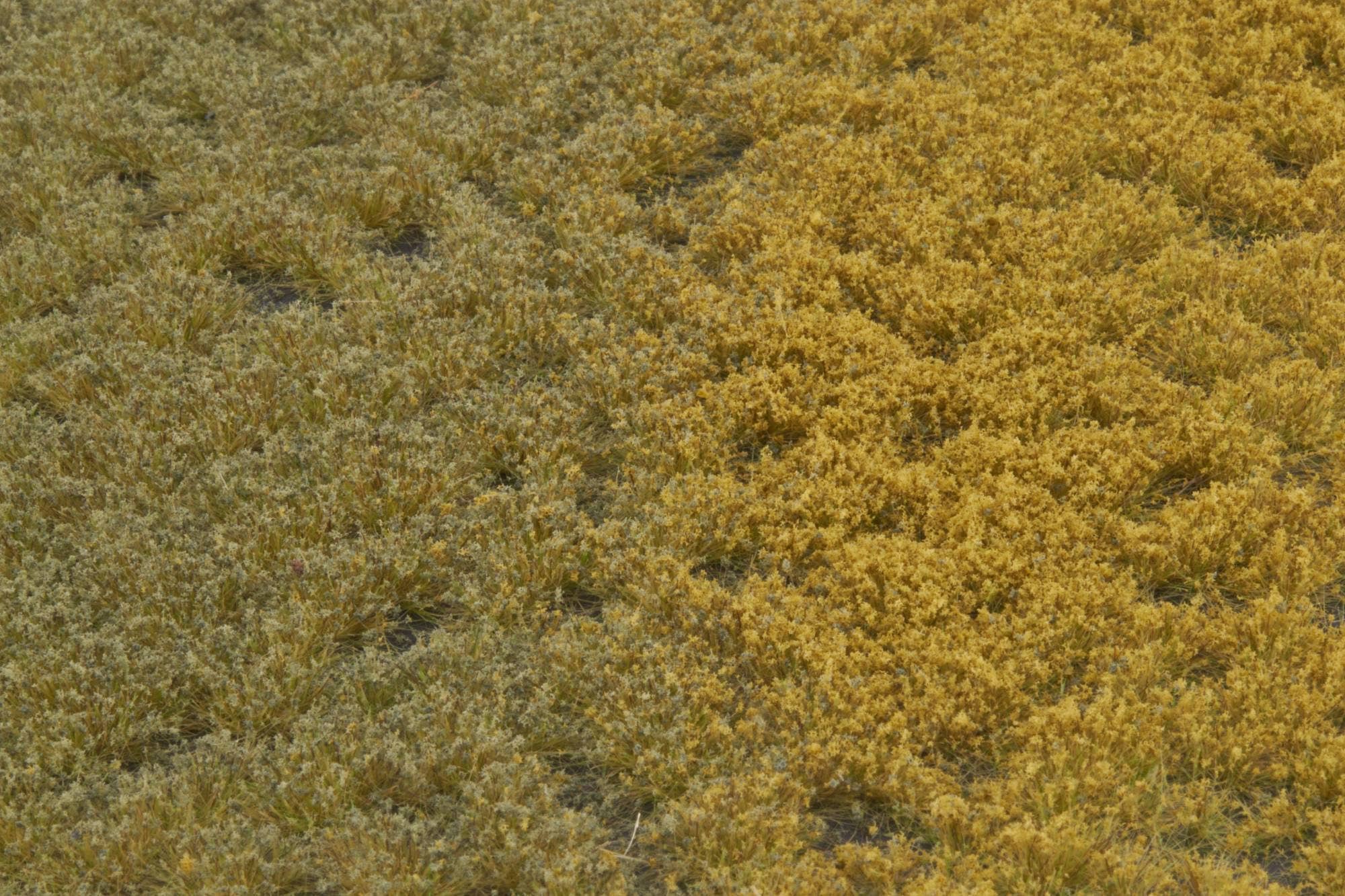 Grass Tufts (with Weeds) Early Fall High 4.5mm | HLJ.com