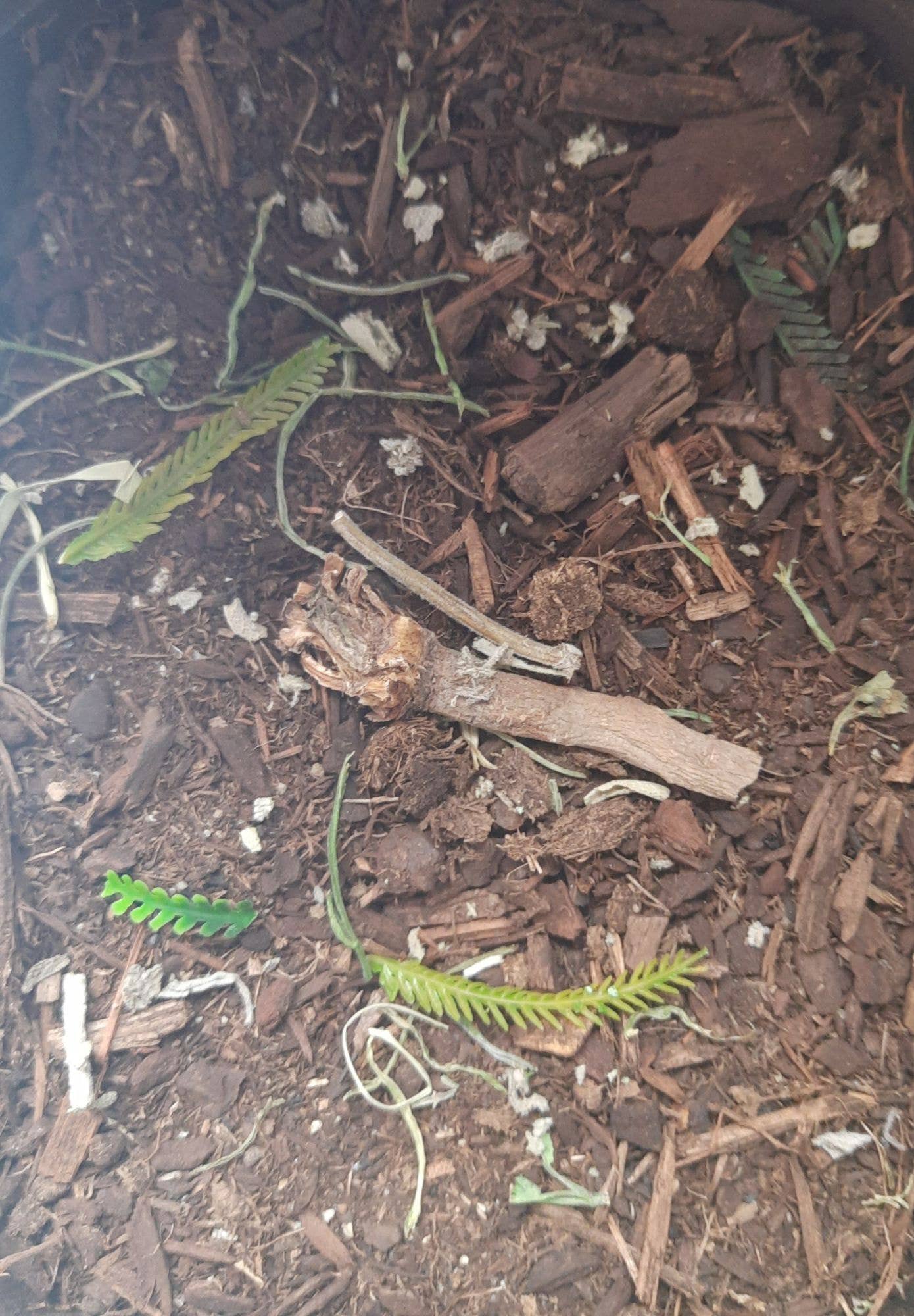 Ground Base Material Set Forest Ground | HLJ.com