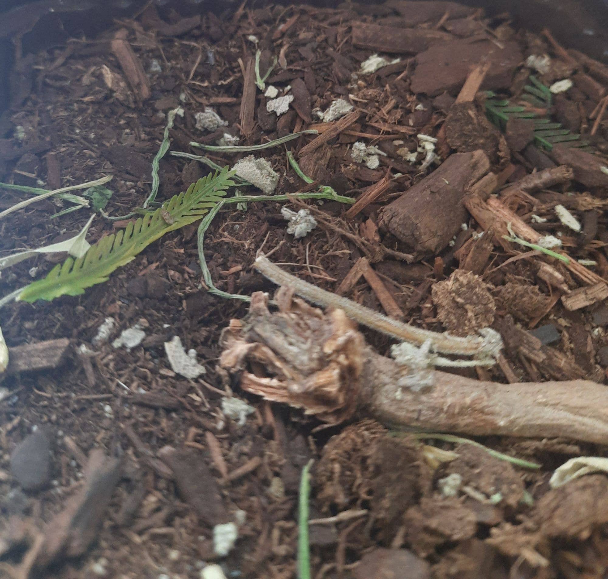 Ground Base Material Set Forest Ground | HLJ.com