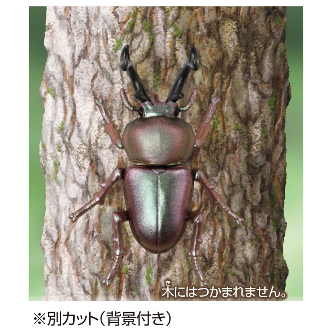 Ania AS-42 Phalacrognathus muelleri | HLJ.com