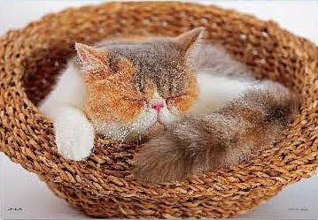 Busa-Kawa Cat Goodnight Alice 108pcs | HLJ.com