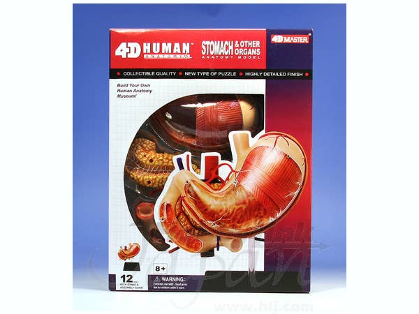 4D Human Anatomy Stomach & Other Organs Model | HLJ.com
