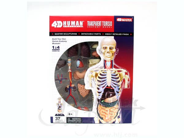 4D Human Anatomy Transparent Torso Model | HLJ.com