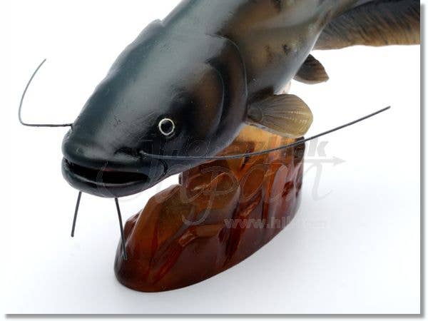 Biwako-Oonamazu (Silurus Biwaensis) | HLJ.com